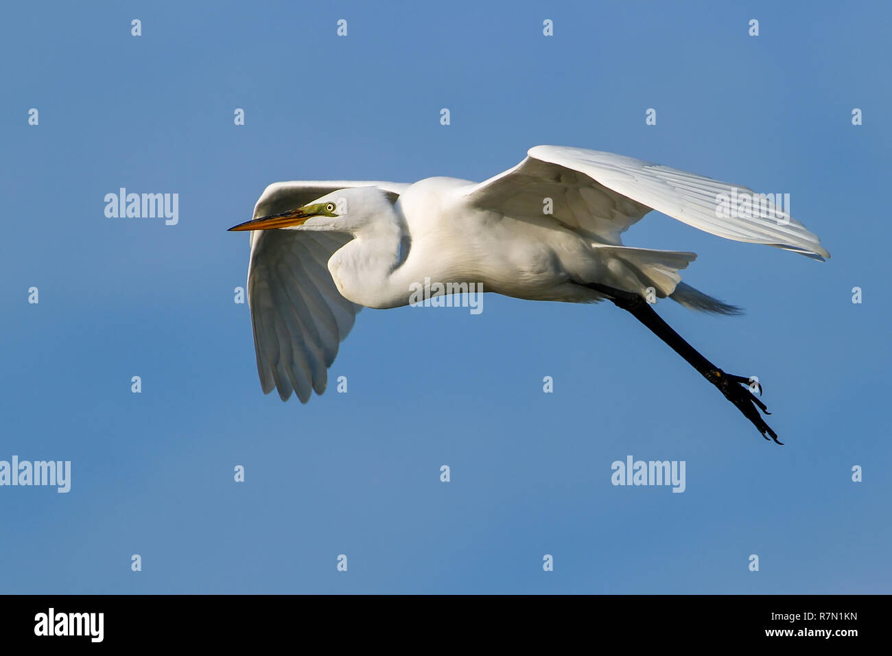 Great Egret (Ardea alba) flying in blue sky Stock Photo - Alamy