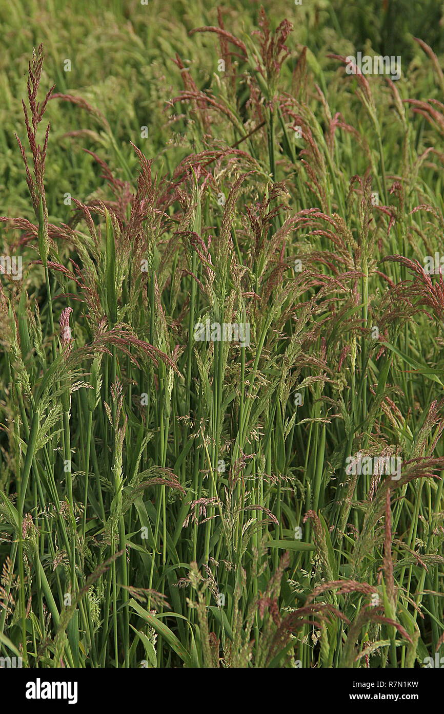 Long grass in a paddock Stock Photo - Alamy