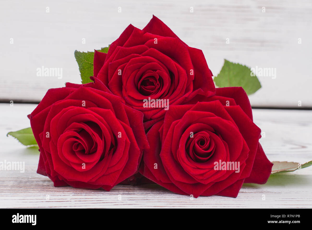 Fresh red roses background. Three beautiful flowers close up. Romantic ...