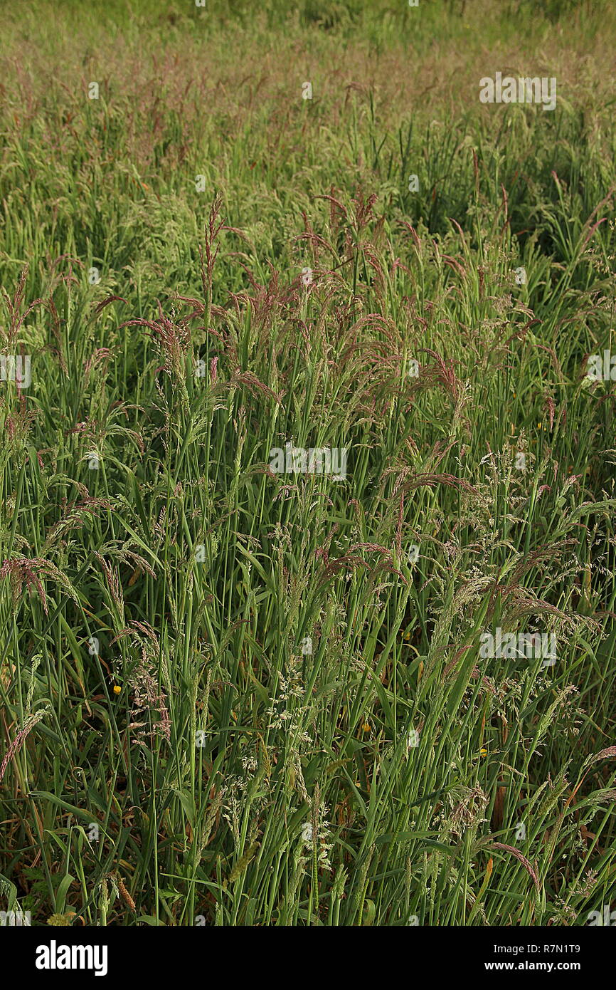 Long grass in a paddock Stock Photo - Alamy