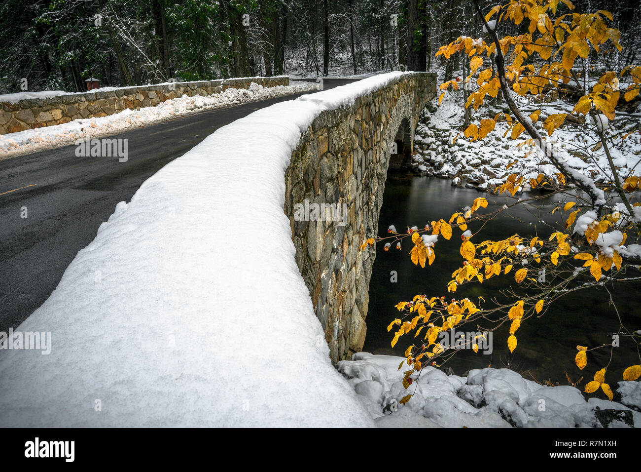 Yellow Tree Leaves with Snowy cobblestone bridge over Merced River in ...