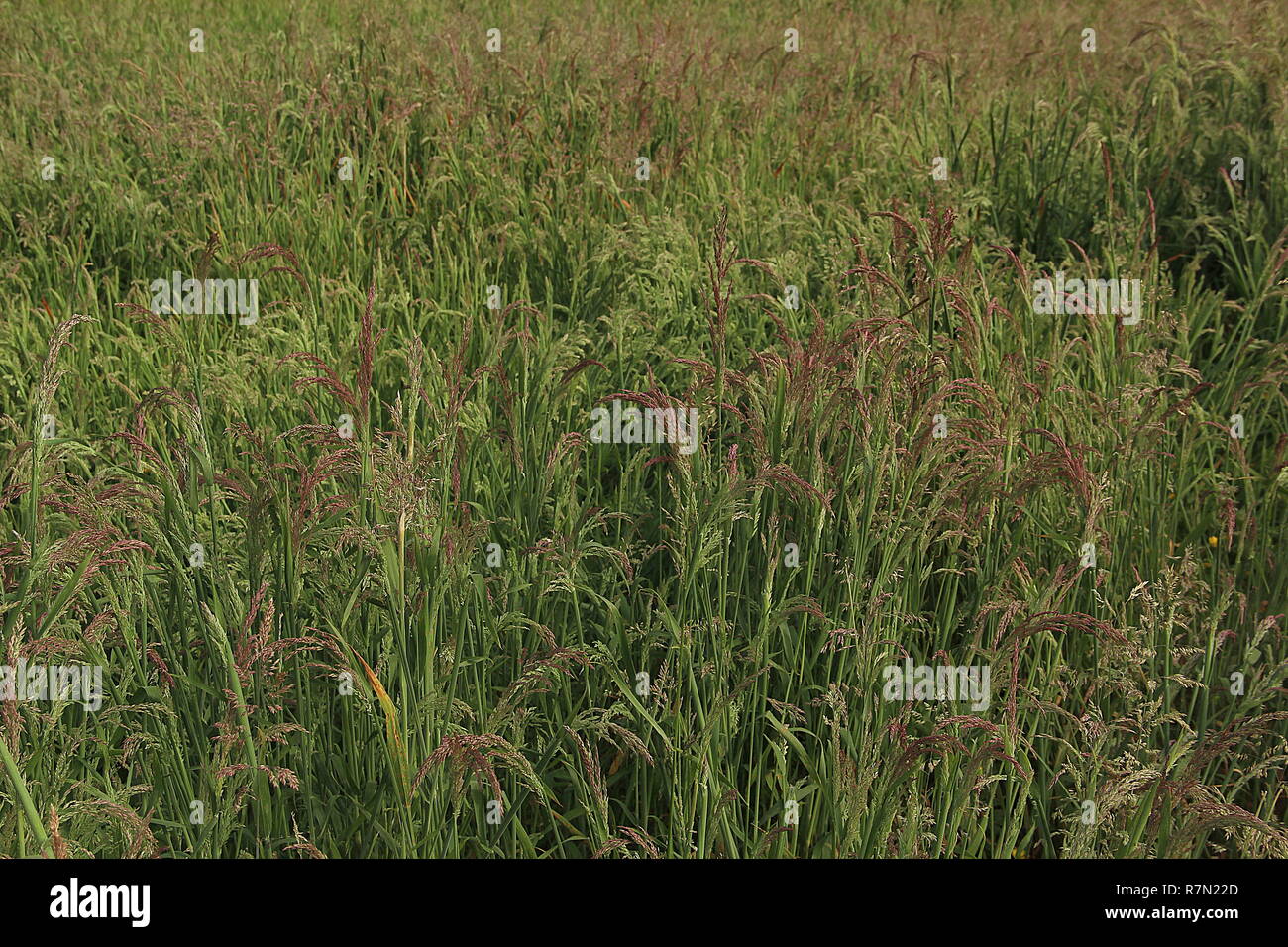 Long grass in a paddock Stock Photo - Alamy