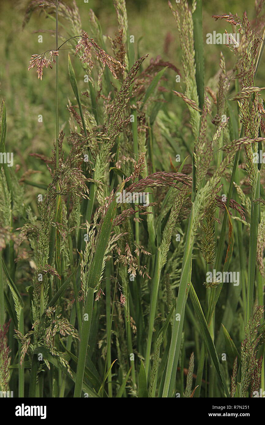 Long grass in a paddock Stock Photo - Alamy