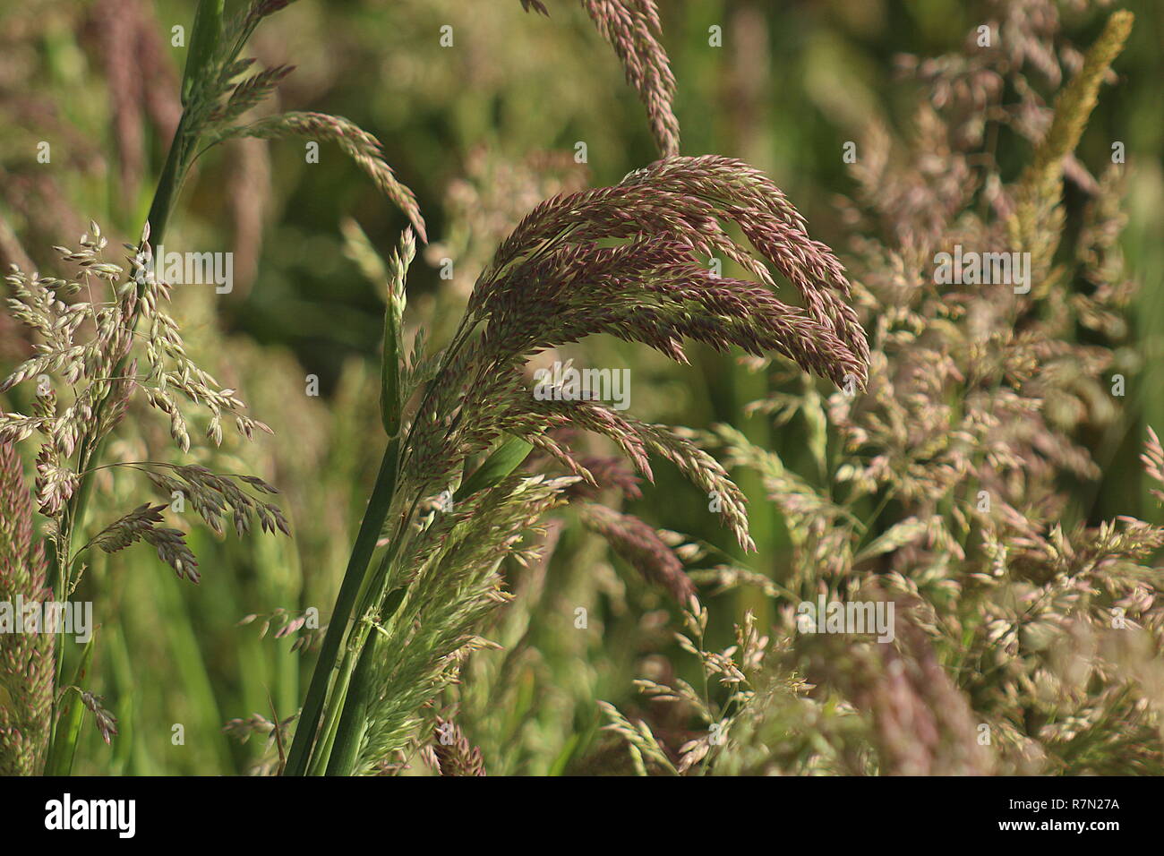 Long grass in a paddock Stock Photo - Alamy