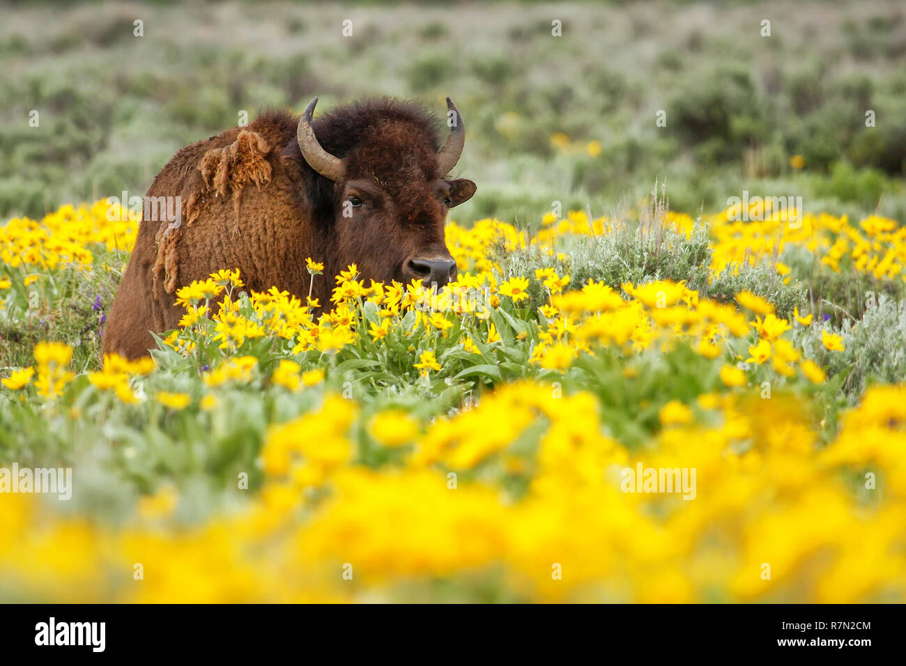 Male bison lying in the field with flowers, Yellowstone National Park ...