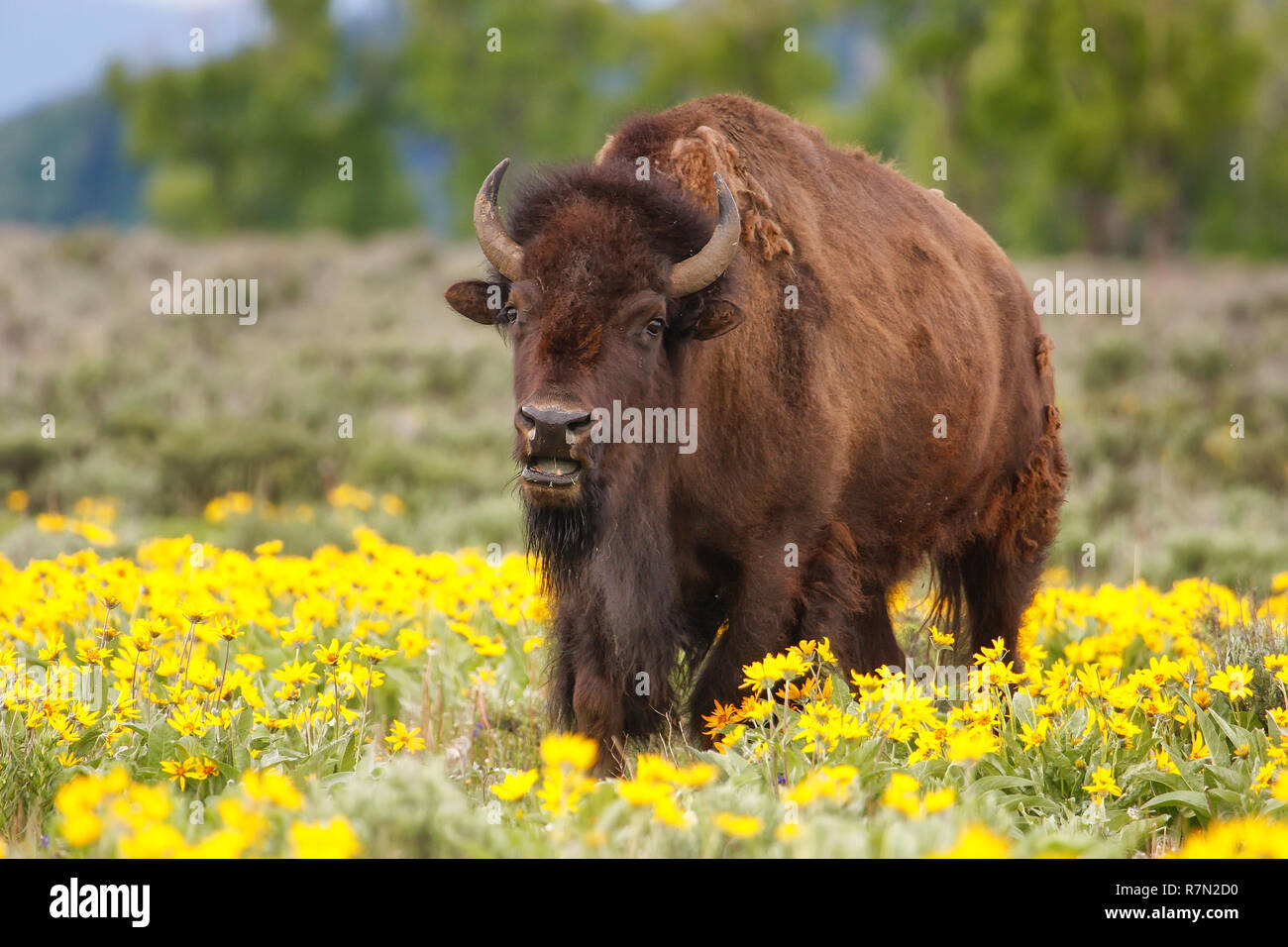 Male bison standing in the field with flowers, Yellowstone National ...