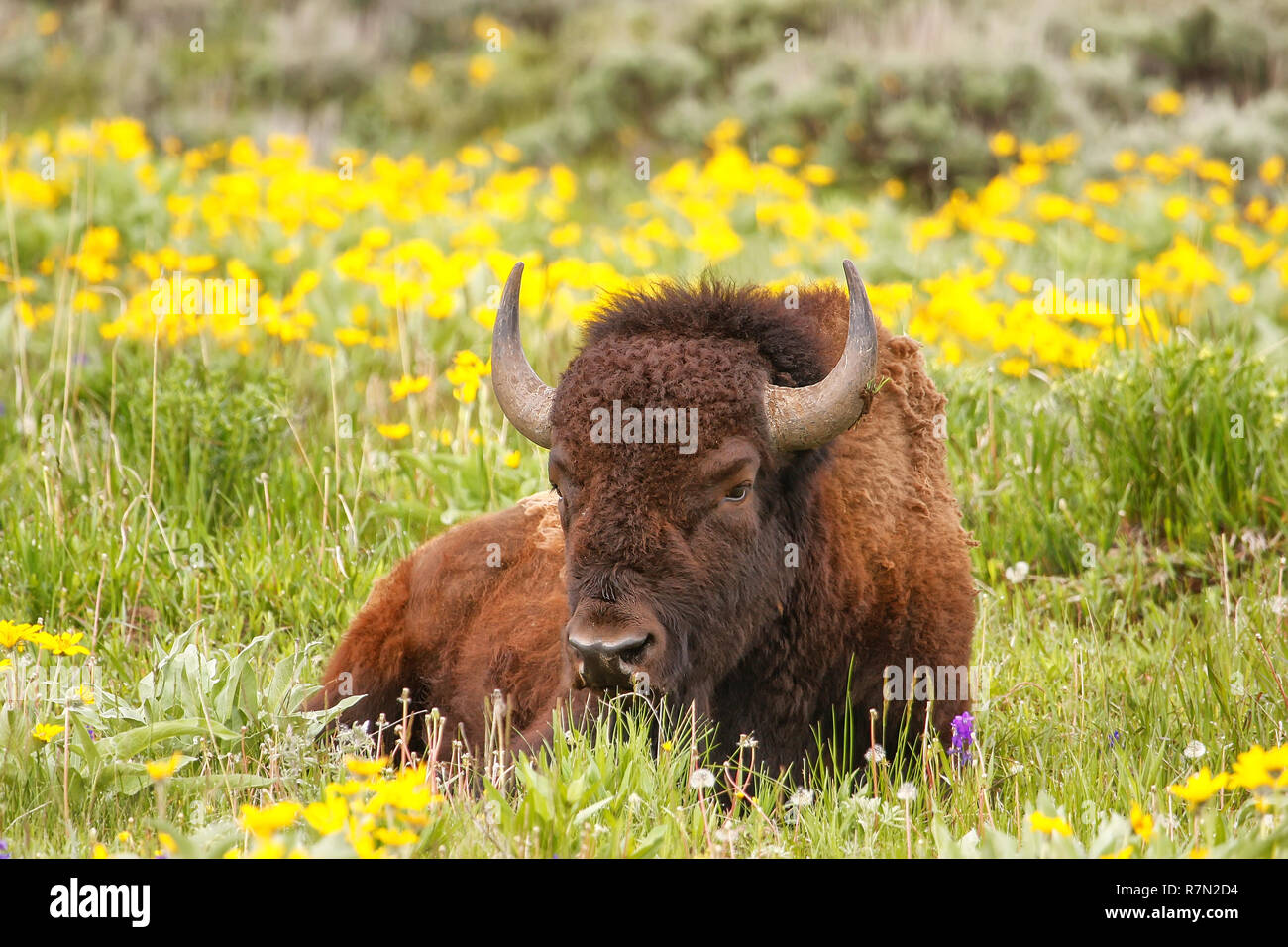Male bison lying in the field with flowers, Yellowstone National Park ...