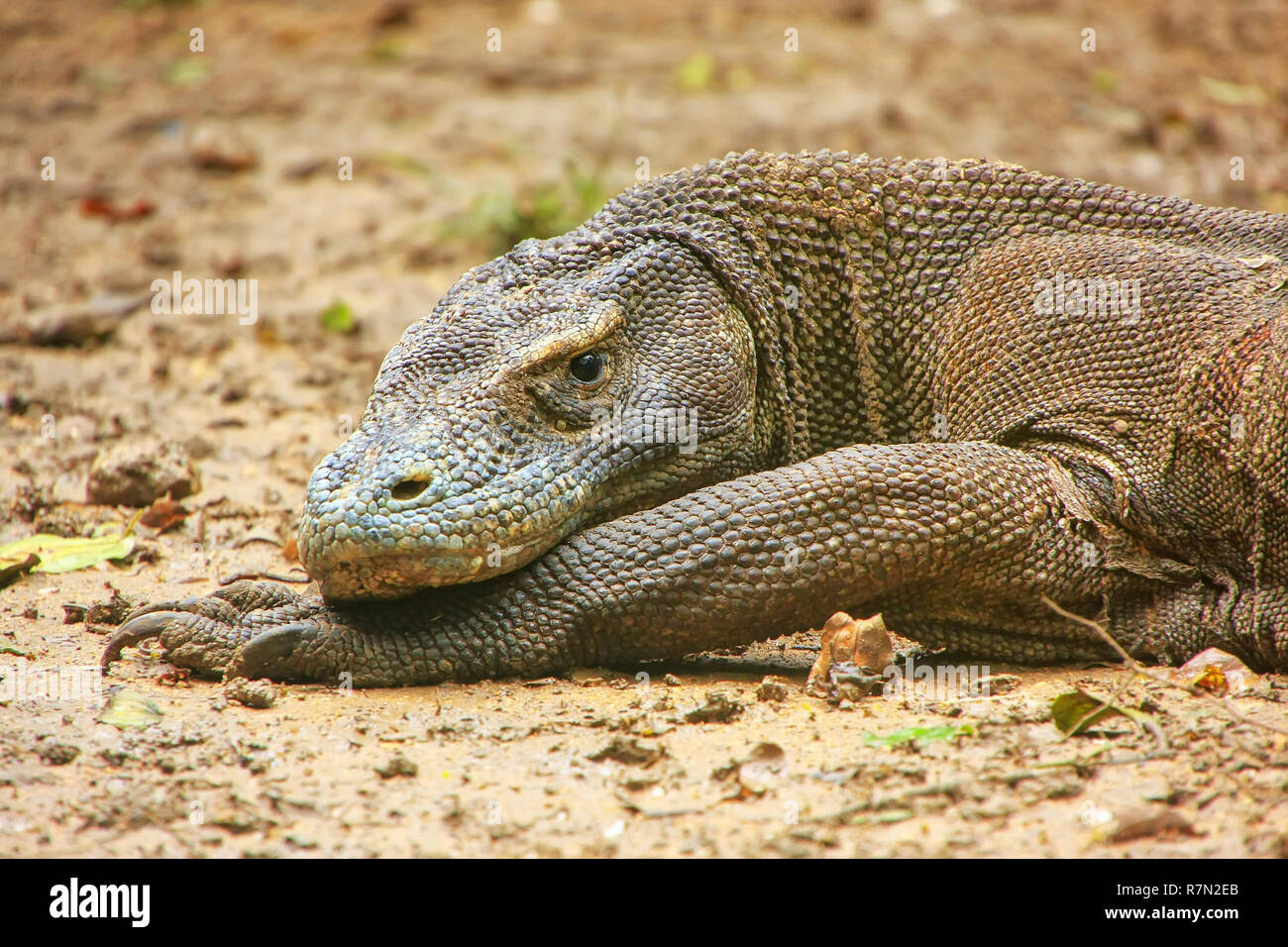 Portrait of Komodo dragon resting on Rinca Island in Komodo National ...