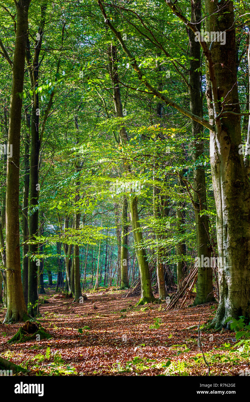 Ancient Woodland which is Kings Wood Forest Stock Photo - Alamy