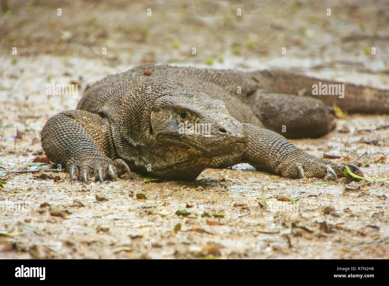 Monitor Lizard Varanus Sp High Resolution Stock Photography and Images ...