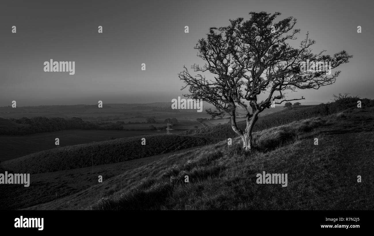 Wind swept tree in black and white at Farthing Common on the North ...