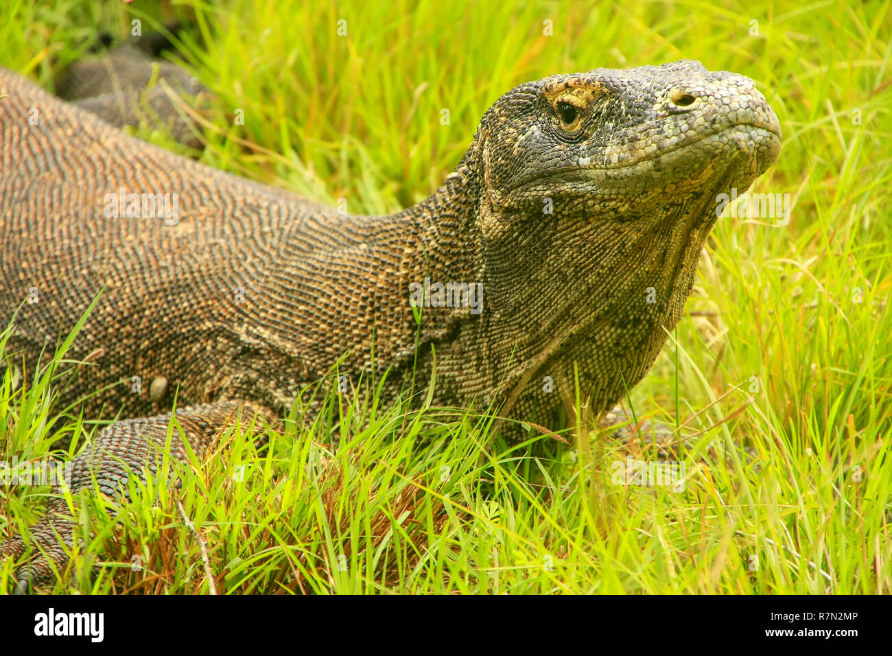 Portrait of Komodo dragon lying in grass on Rinca Island in Komodo ...