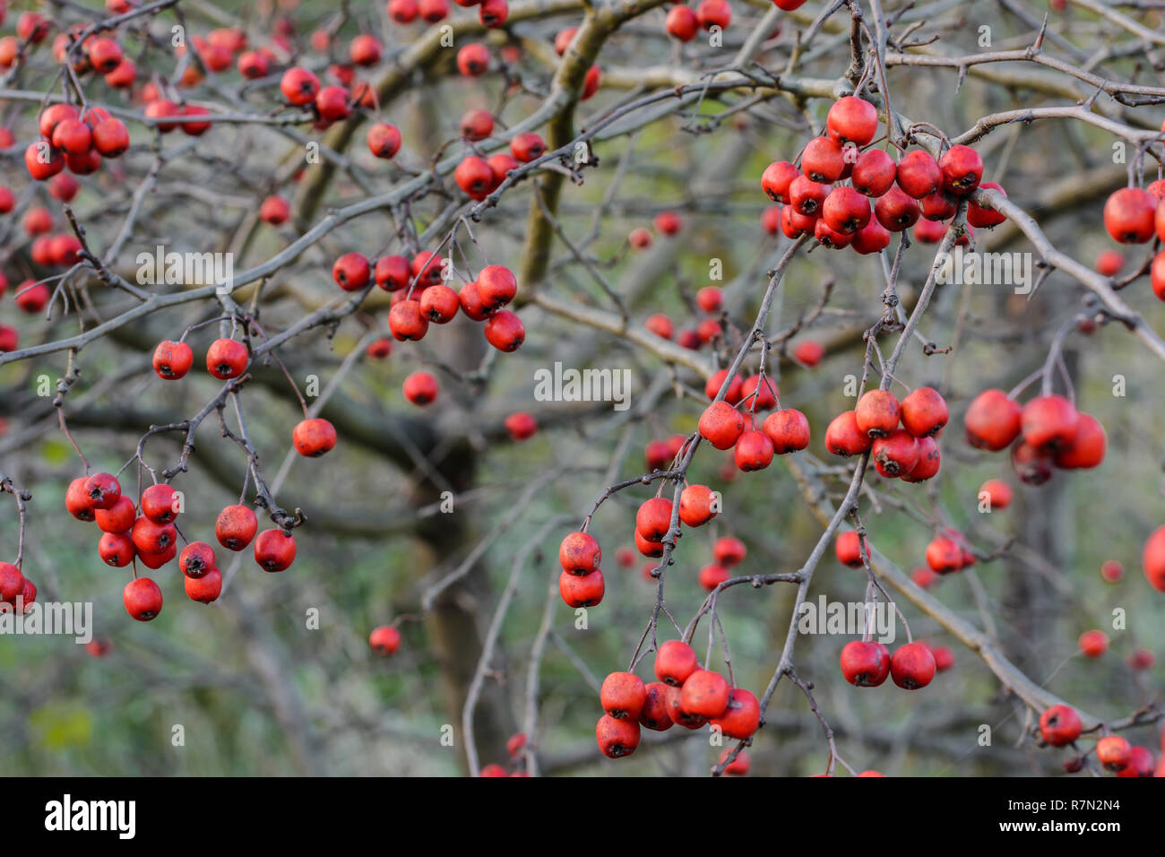 The abundance of small red berries on the bush in the autumn time Stock ...