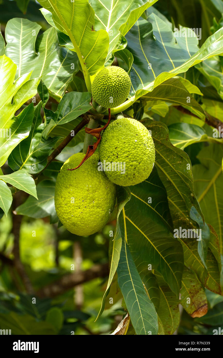 Breadfruit (Artocarpus altilis) tree with fruits. Breadfruit originated ...