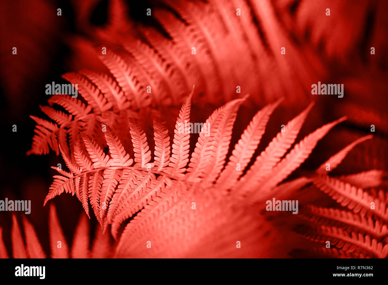 Tree fern coral hi-res stock photography and images - Alamy