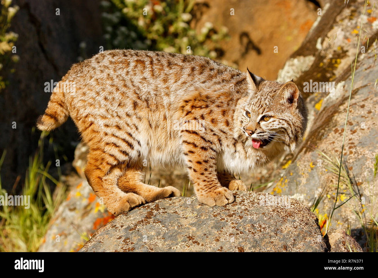 Adult bobcat lynx rufus hi-res stock photography and images - Alamy