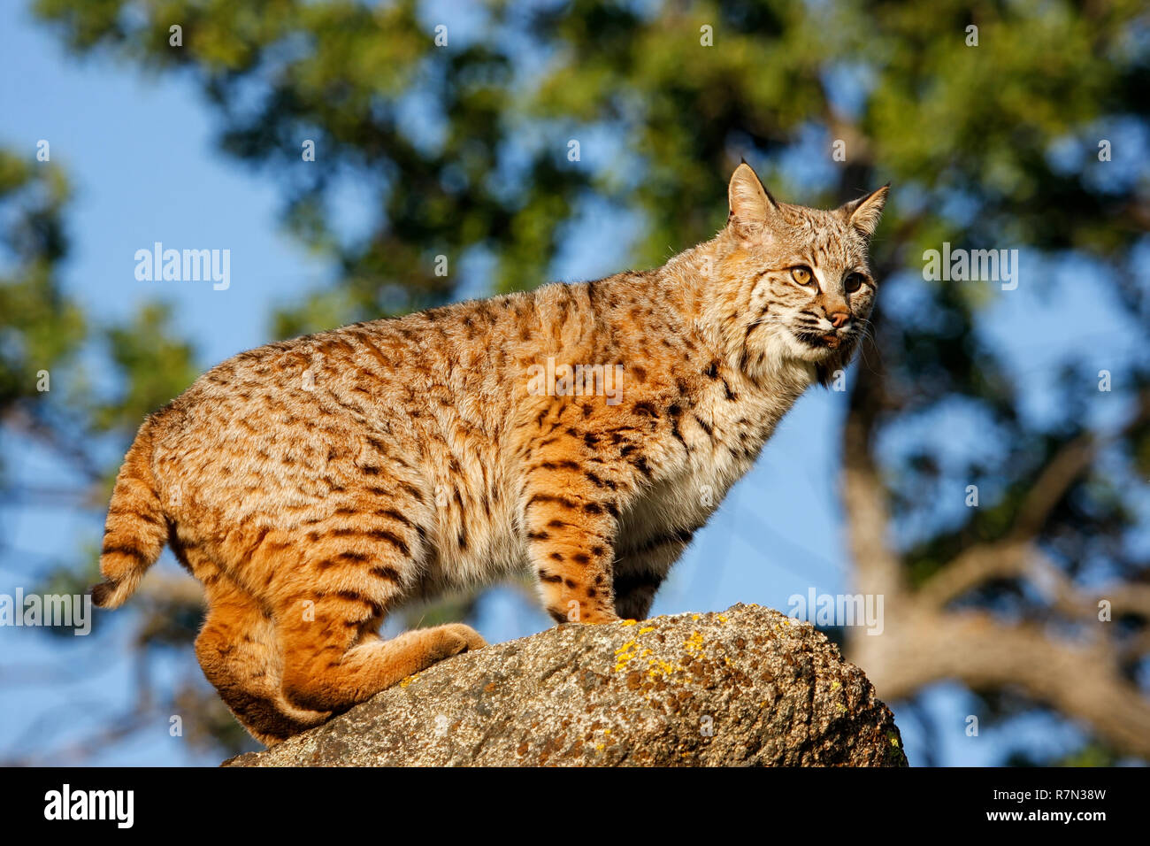Standing bobcat hi-res stock photography and images - Alamy