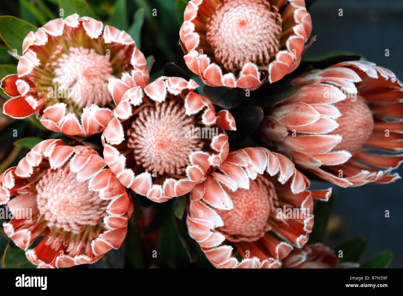 King Protea or protea cynaroides is flowering with large buds Stock ...