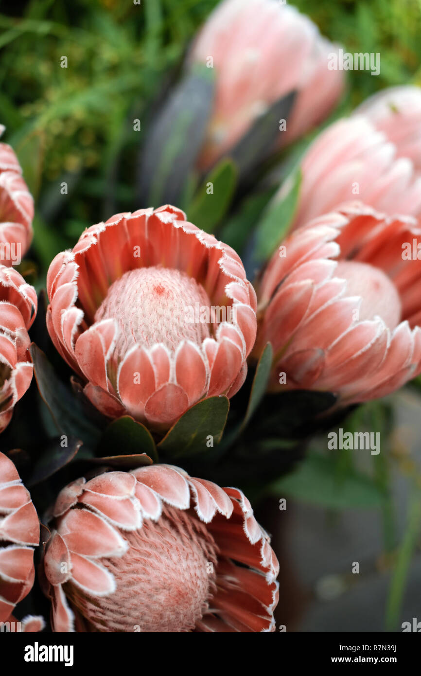 King Protea or protea cynaroides is flowering with large buds Stock ...