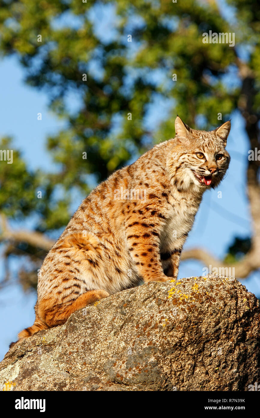 Adult Lynx Lynx Lynx Sitting On Rock High Resolution Stock Photography ...