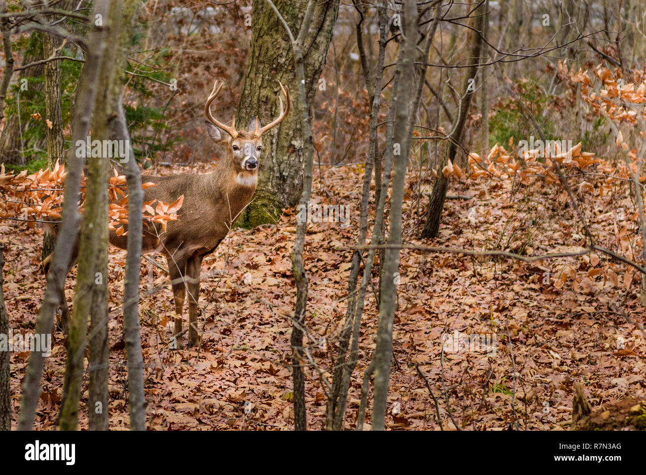 Deer encounter in Old Mine Park Stock Photo - Alamy