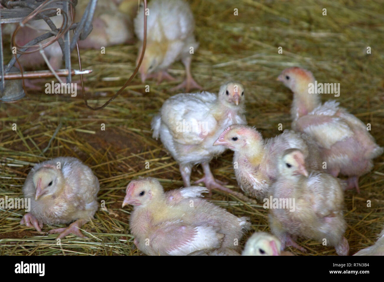Baby chickens hi-res stock photography and images - Alamy