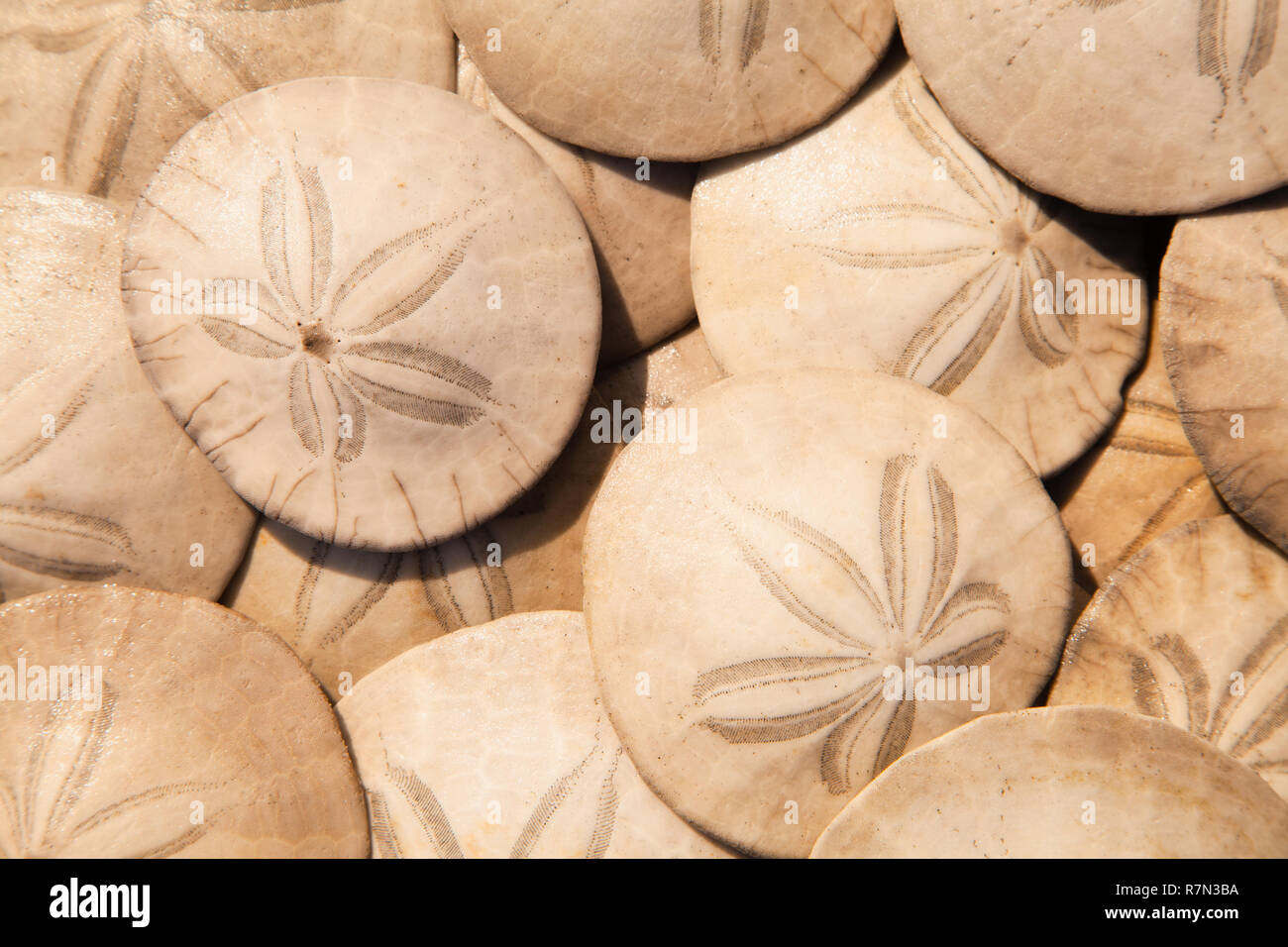 Sand dollars hi-res stock photography and images - Alamy