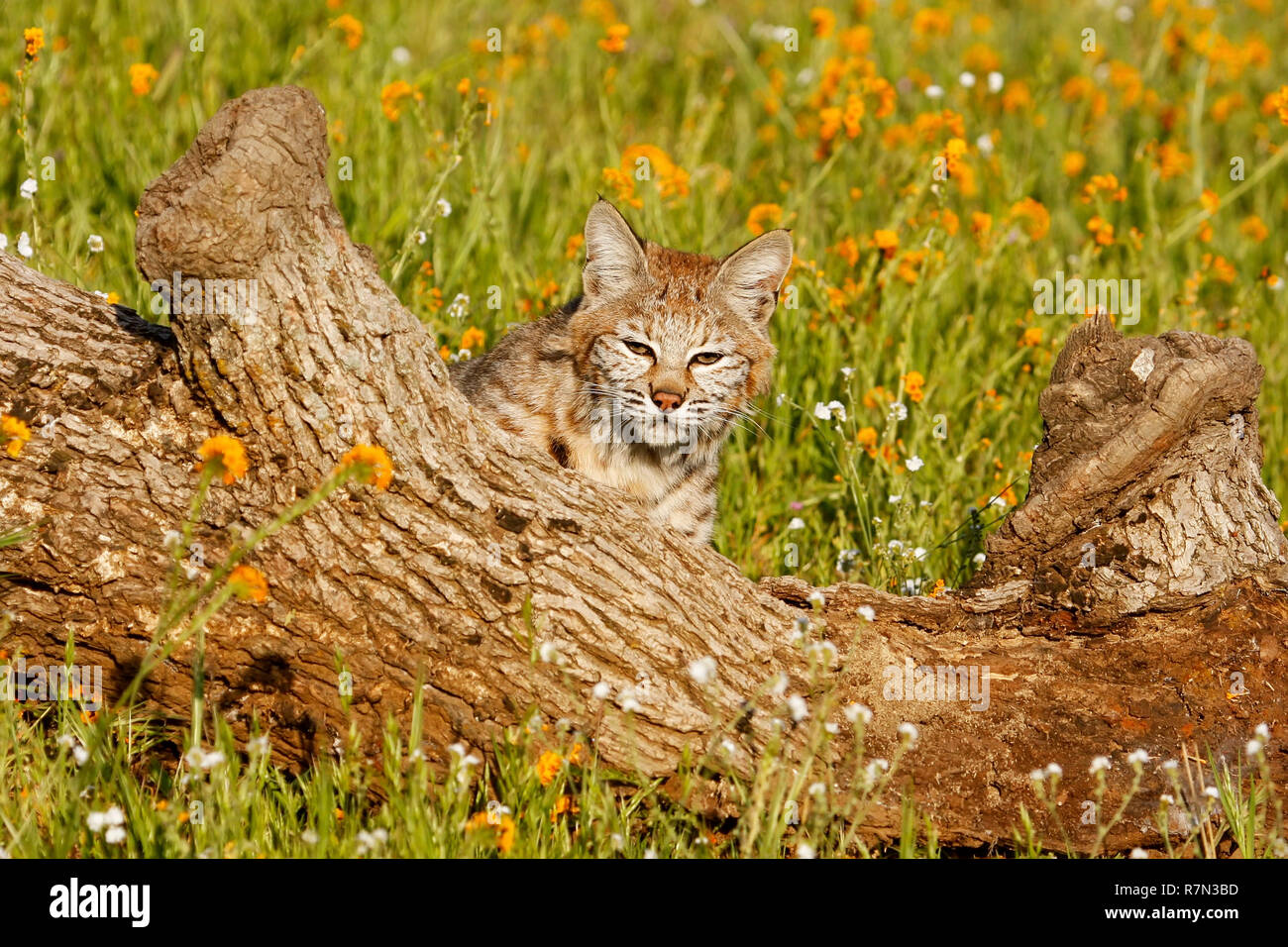 Bobcat (Lynx rufus) sitting behind a log Stock Photo - Alamy
