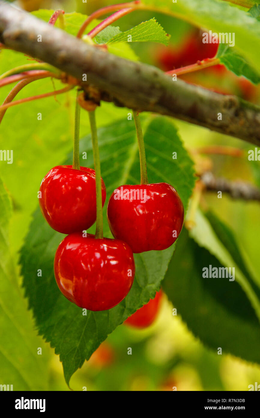 Cherry tree fruit tree hi-res stock photography and images - Alamy