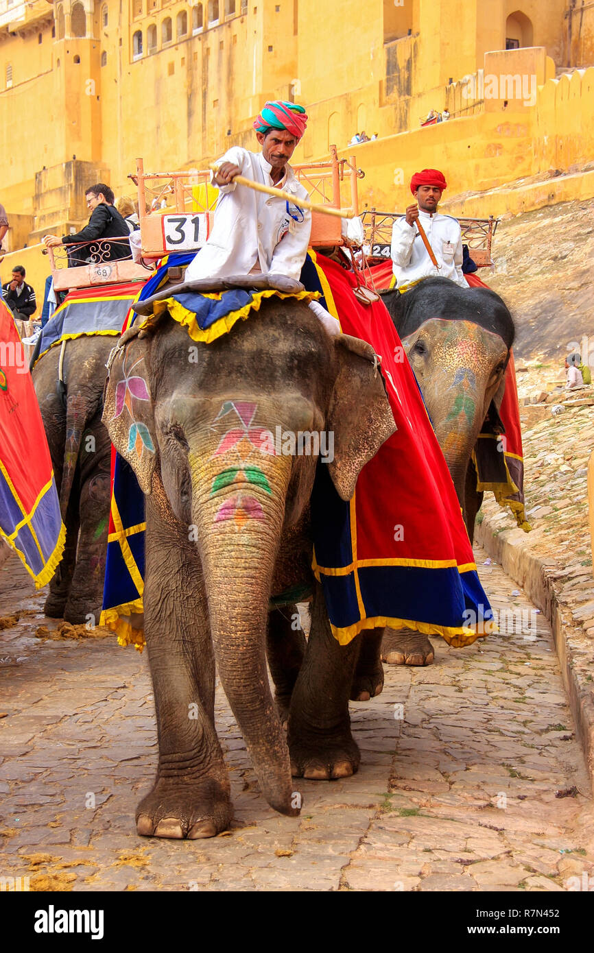 Decorated elephants going on the cobblestone path from Amber Fort near ...