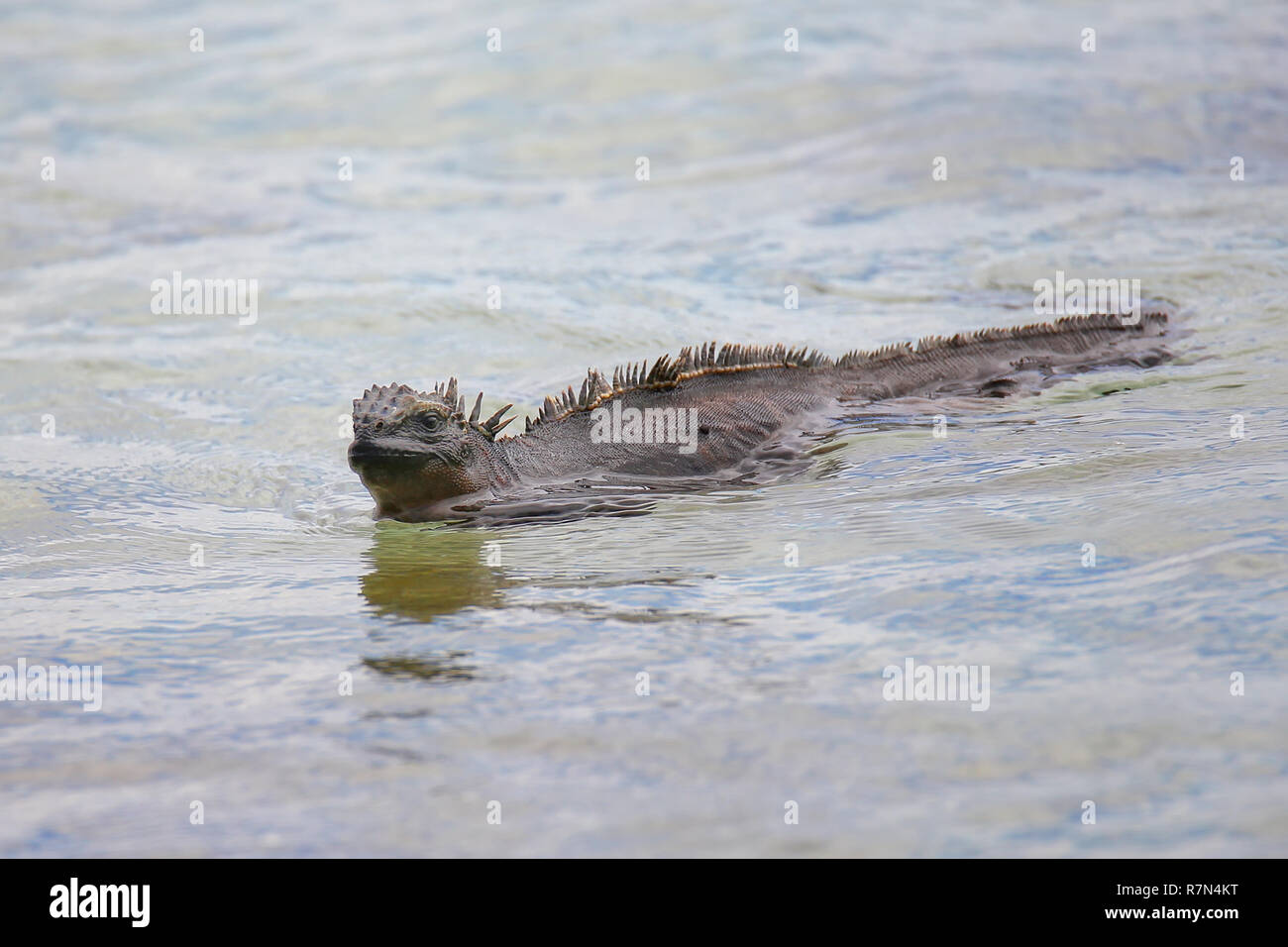 Iguana iguana in water hi-res stock photography and images - Alamy