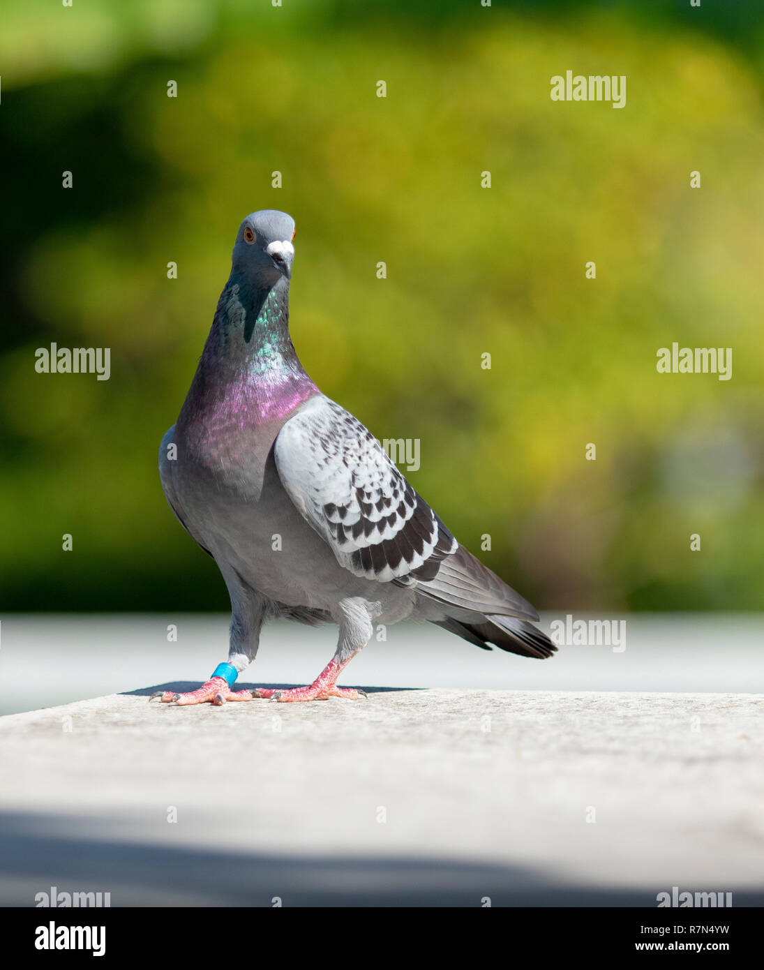 full body of speed racing pigeon bird standing on home roof Stock Photo ...