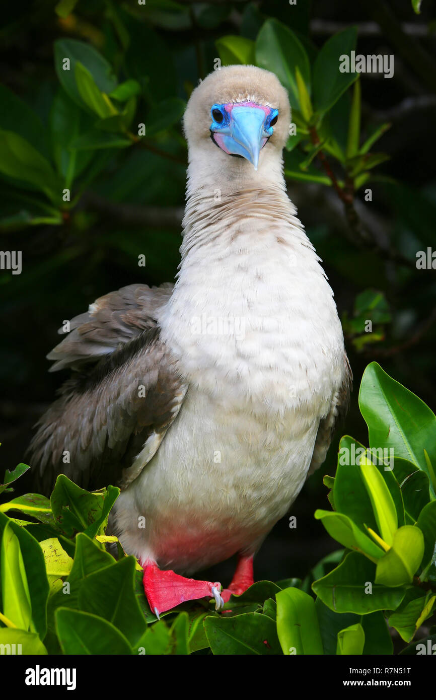 Red-footed booby (Sula sula) on Genovesa island, Galapagos National ...