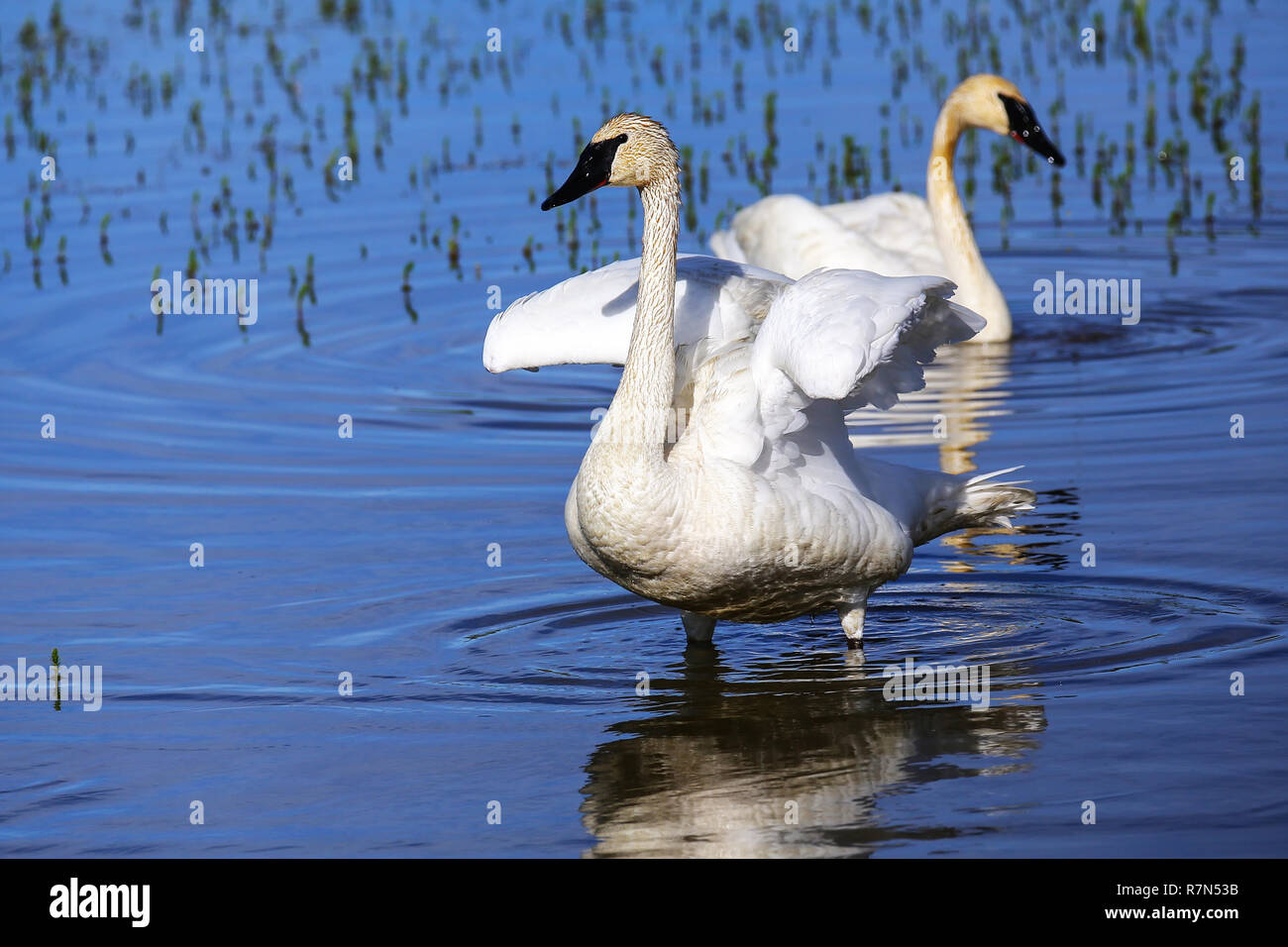 Trumpeter swans (Cygnus buccinator) in Yellowstone National Park ...