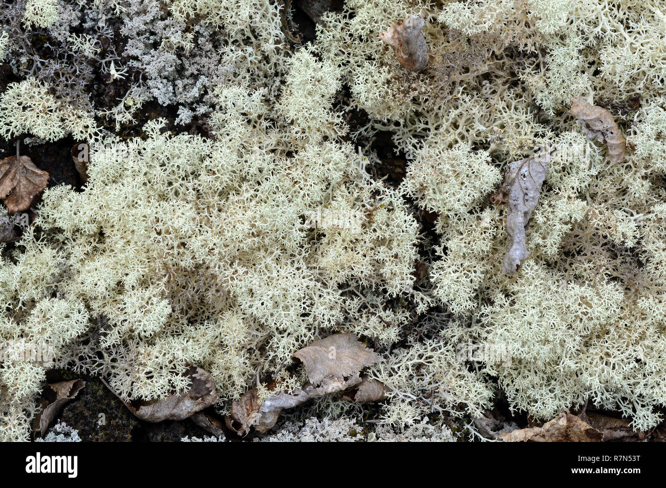 White lichen detail Stock Photo - Alamy