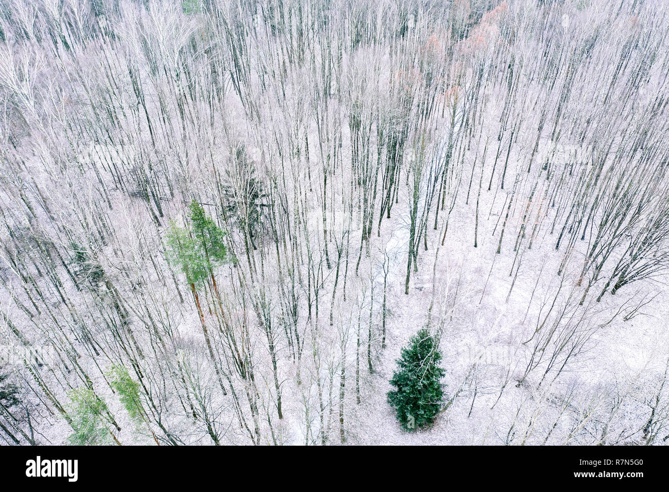first snow on winter. aerial view of winter forest covered in snow ...