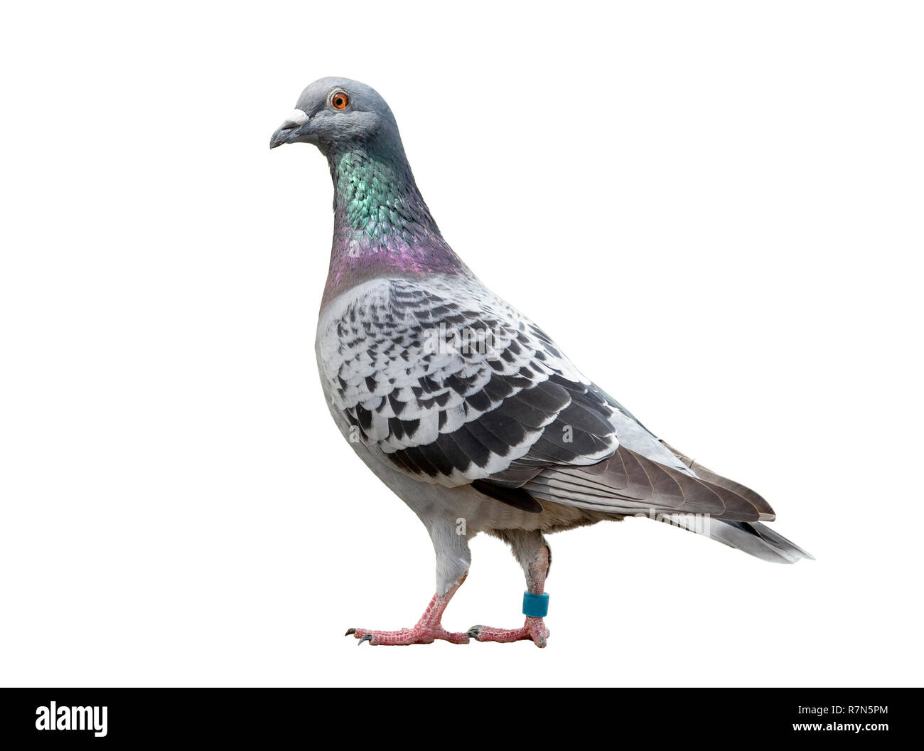full body of speed racing pigeon bird isolated white background Stock ...