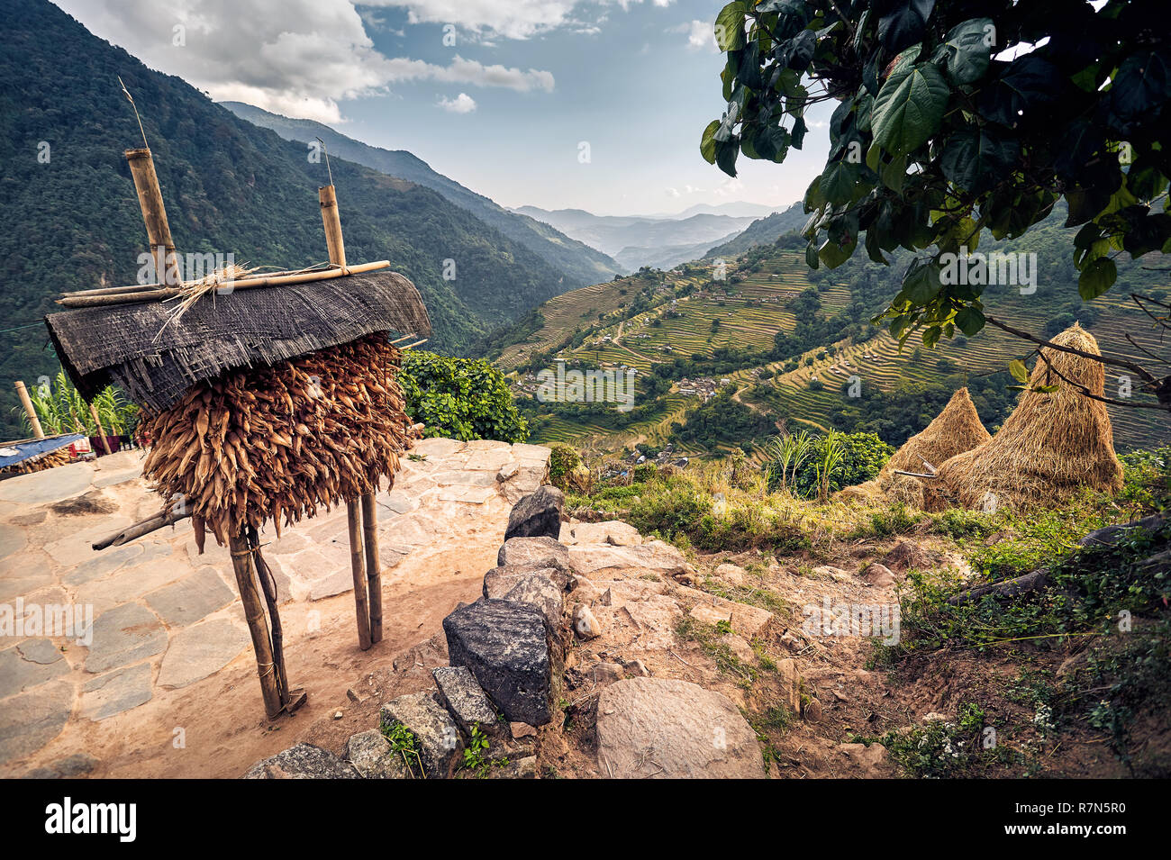Beautiful scenic of village with corn storage and rice field in ...