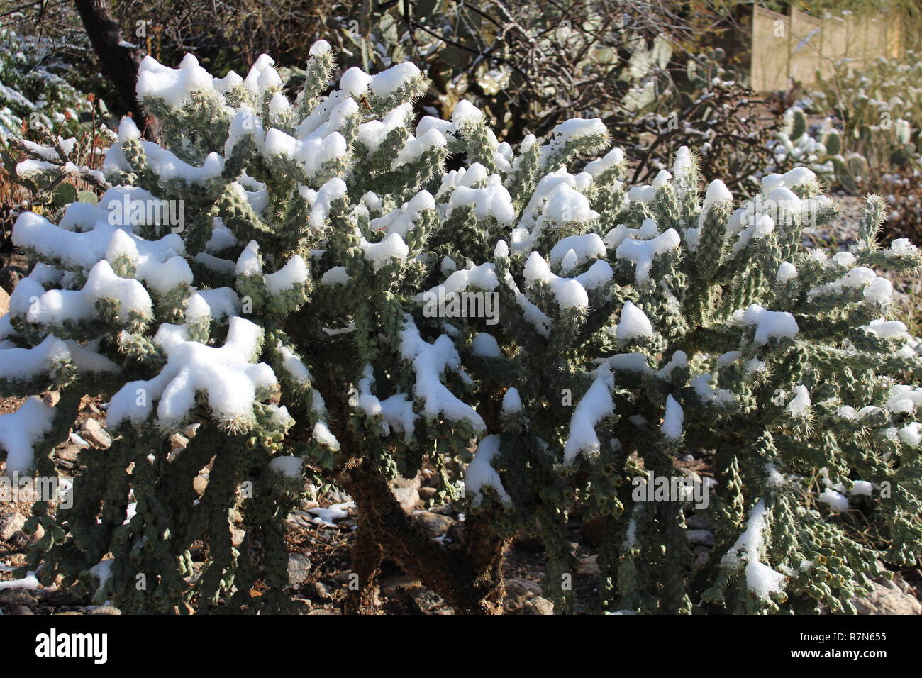 Snow in the desert, Cactus in Winter, Arizona desert winters ...