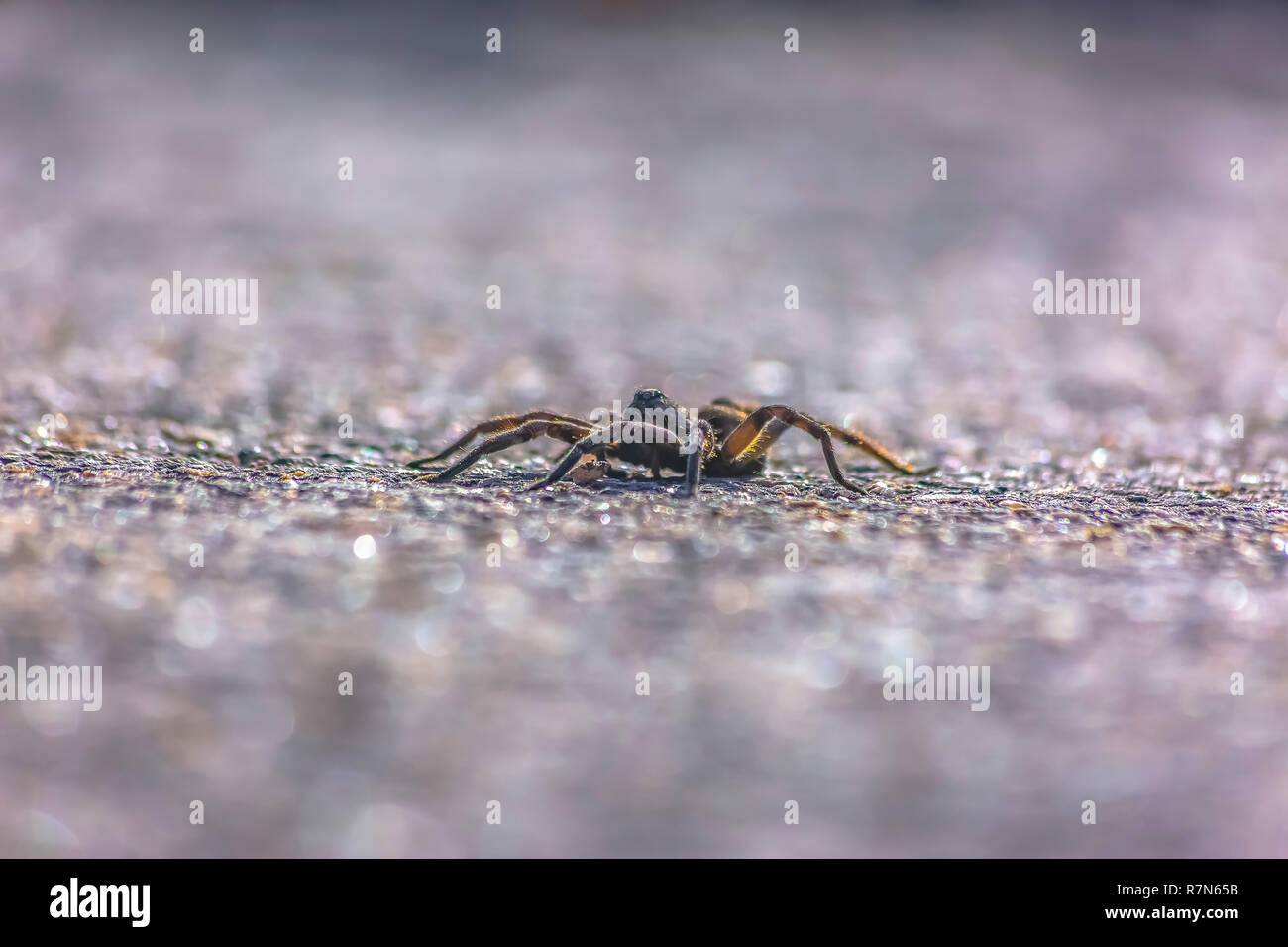 Black wolf spider hi-res stock photography and images - Alamy