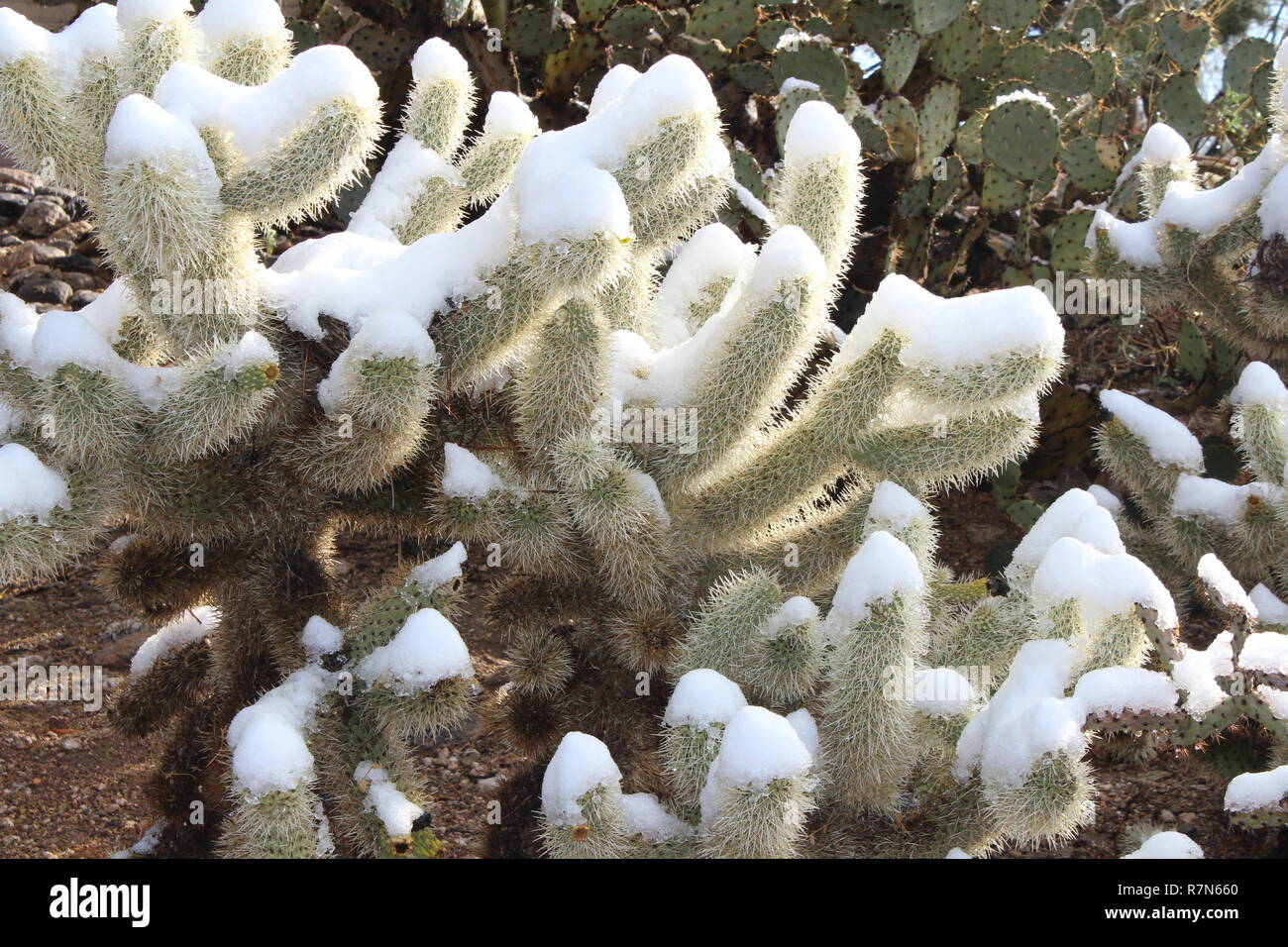Snow in the desert, Cactus in Winter, Arizona desert winters ...