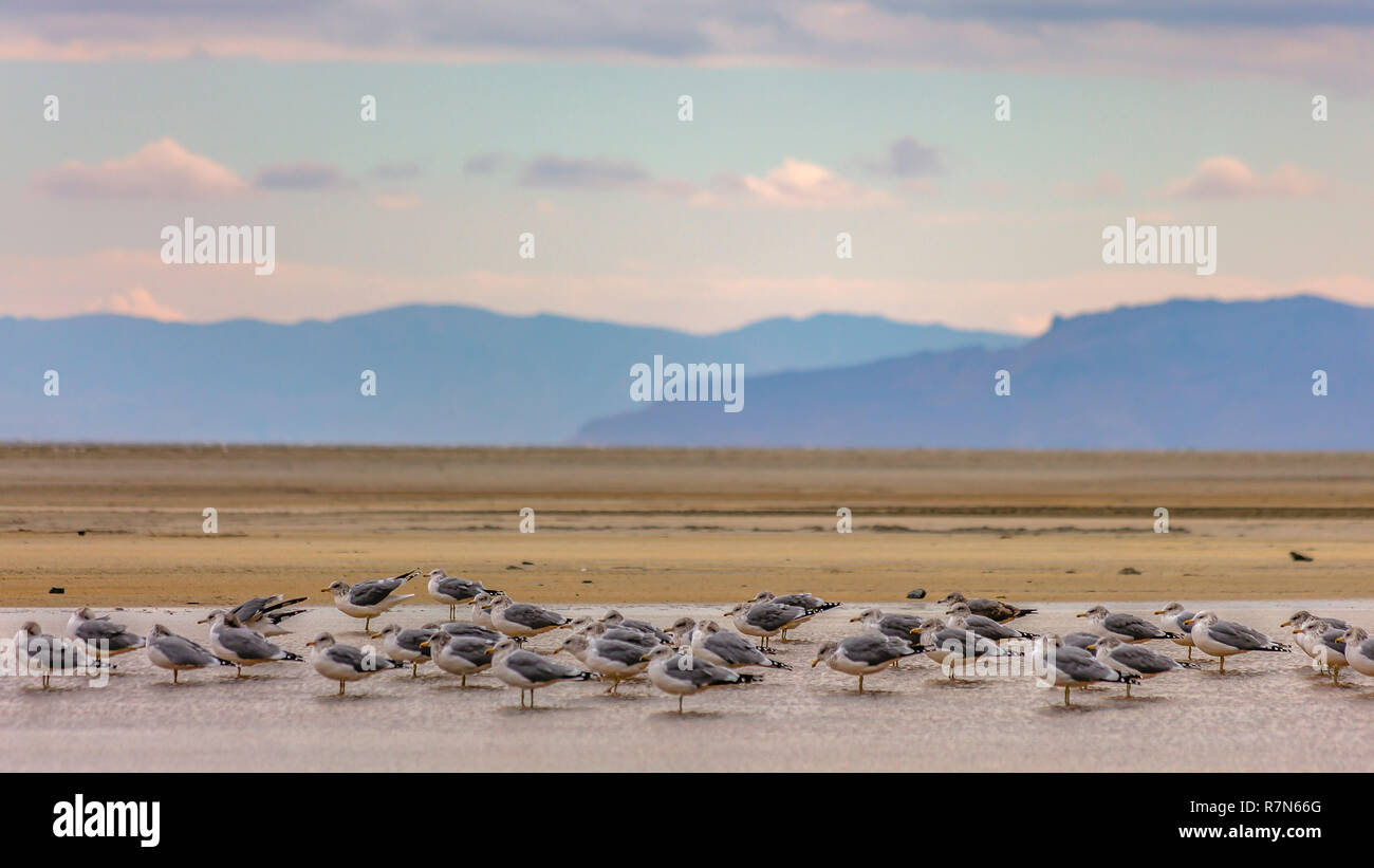 Great salt lake shore birds hi-res stock photography and images - Alamy