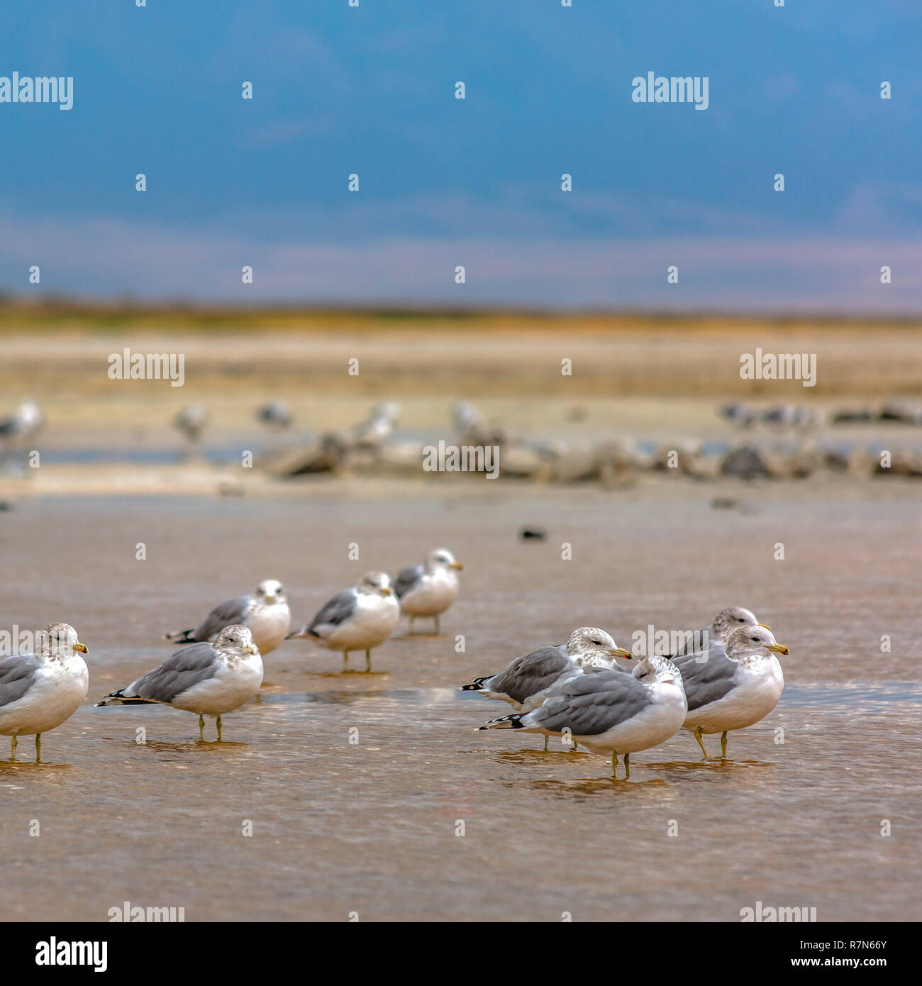 Birds flock in shallow water of Great Salt Lake Stock Photo - Alamy