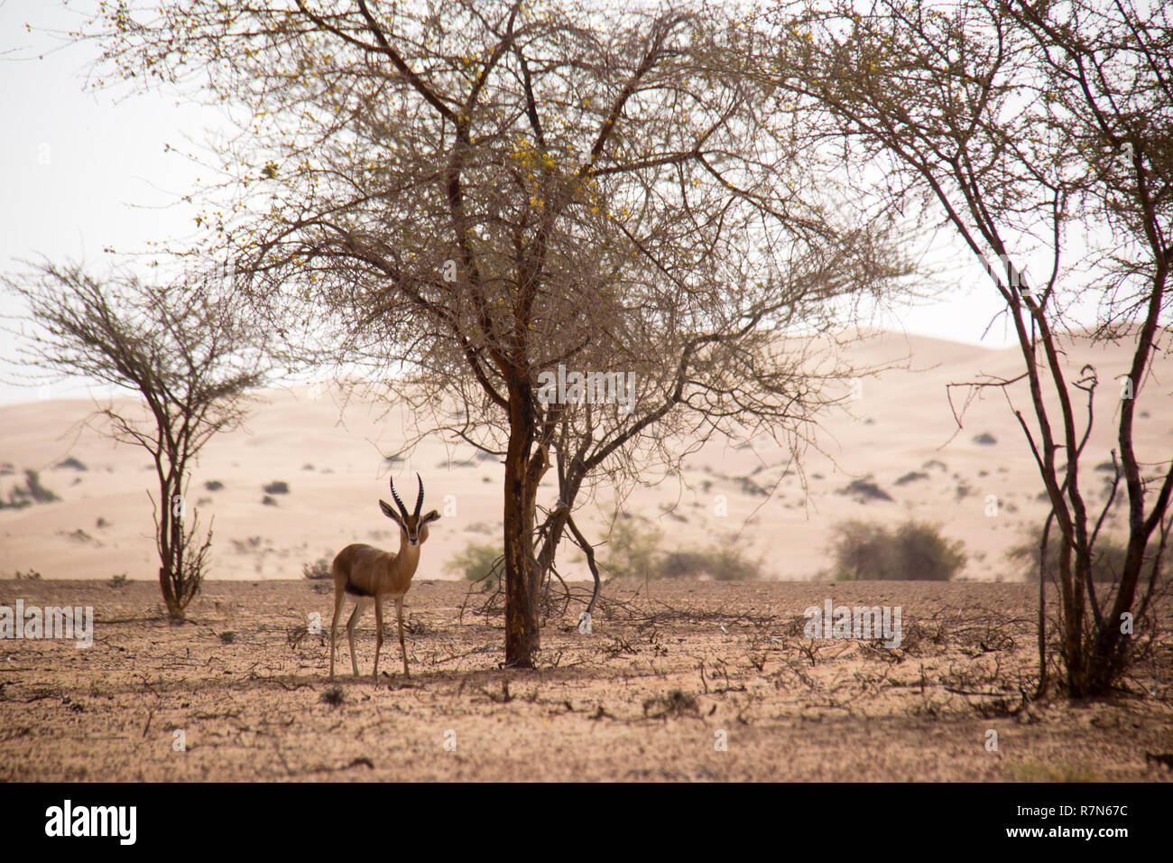 Emirates animals hi-res stock photography and images - Alamy