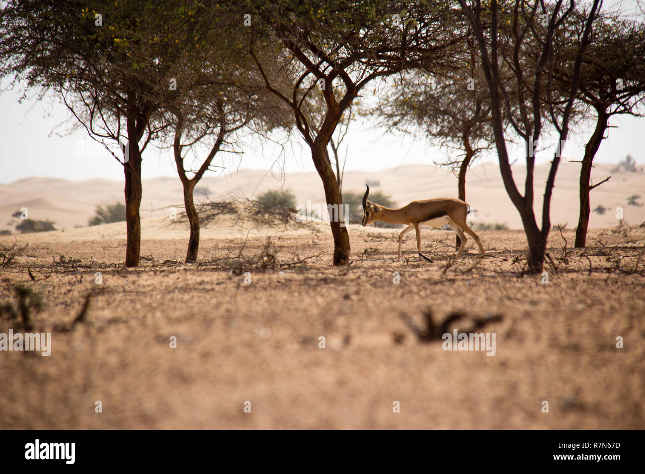 Wild Arabian Gazelle in the Dubai Desert Conservation Reserve in the ...