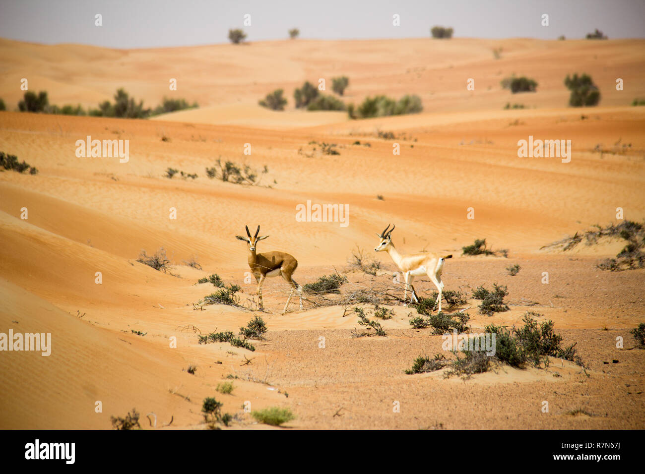 Wild Arabian Gazelle in the Dubai Desert Conservation Reserve in the ...