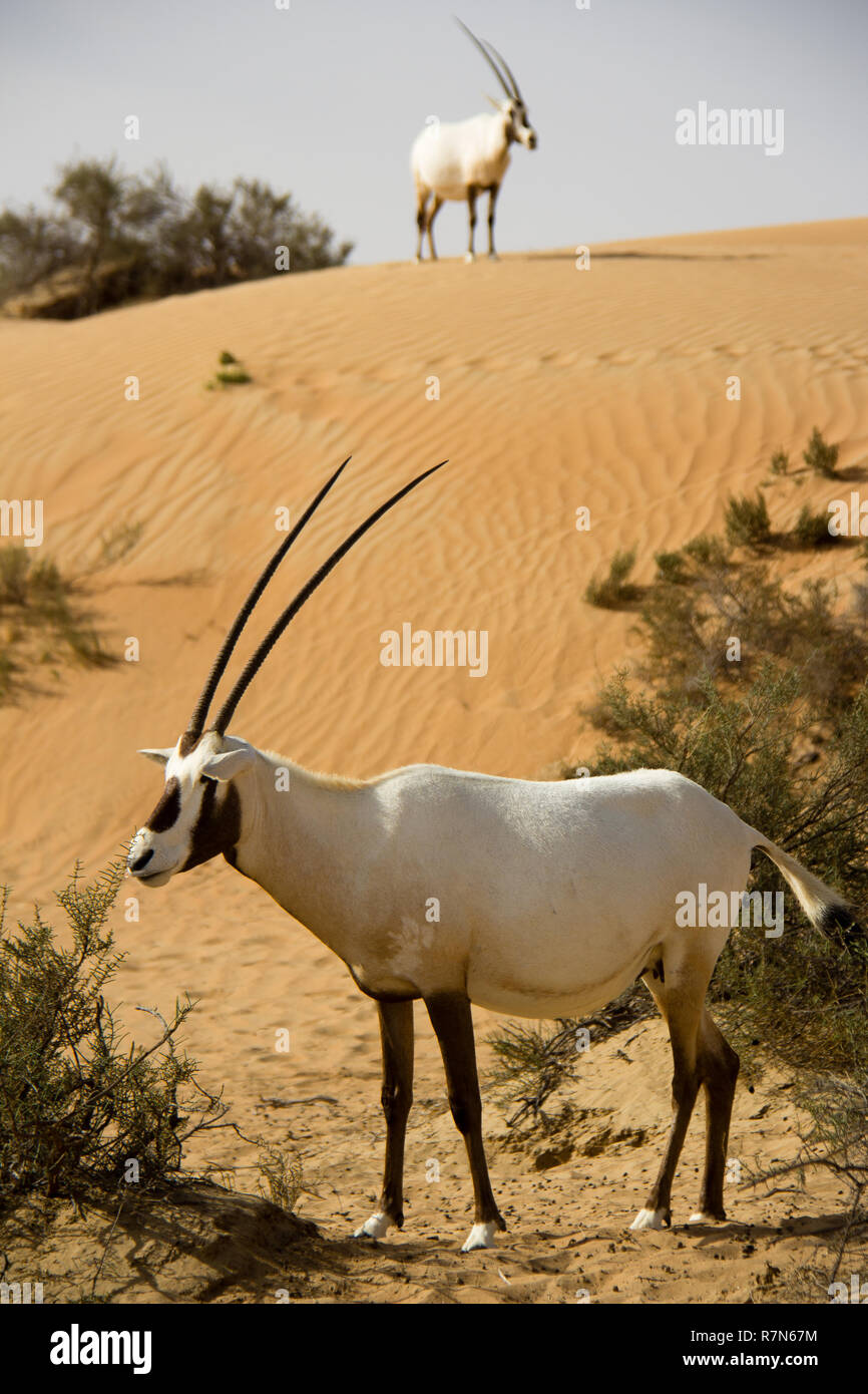 Uae Desert Animals Group High Resolution Stock Photography and Images ...