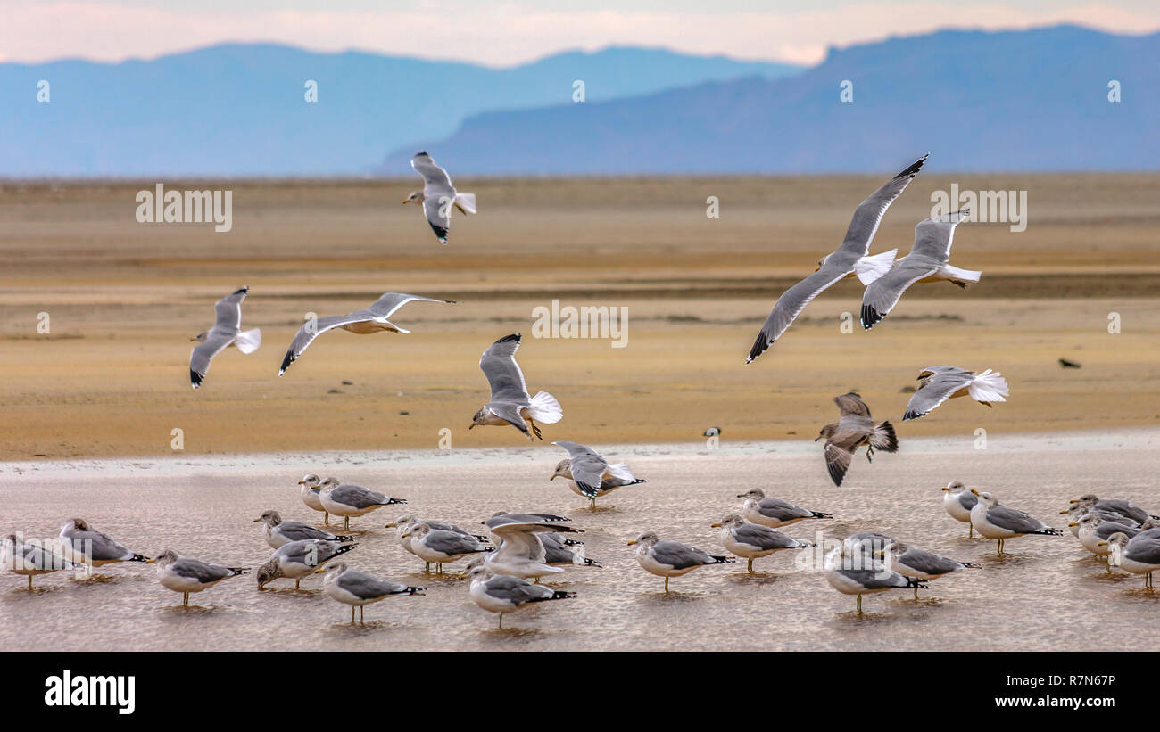 Great salt lake animals hi-res stock photography and images - Alamy