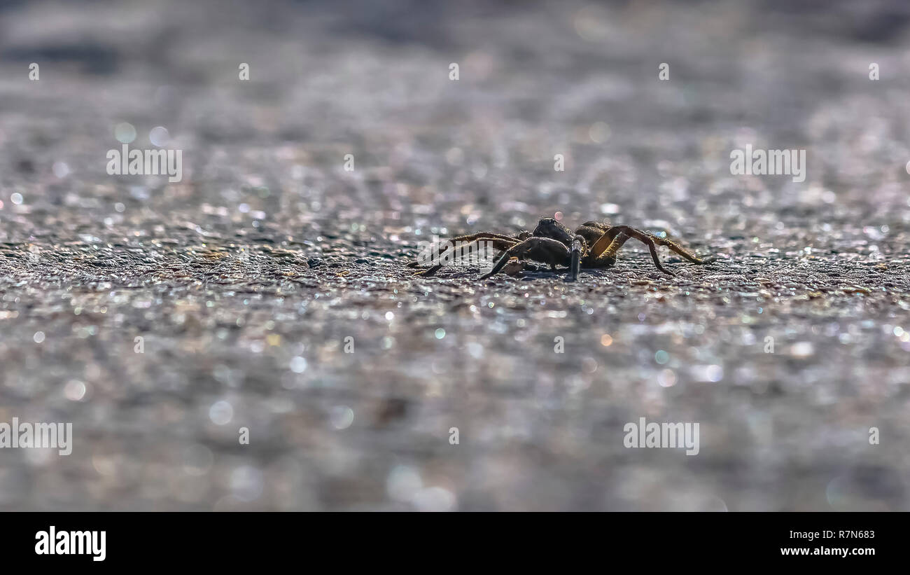 Wolf spider hi-res stock photography and images - Alamy