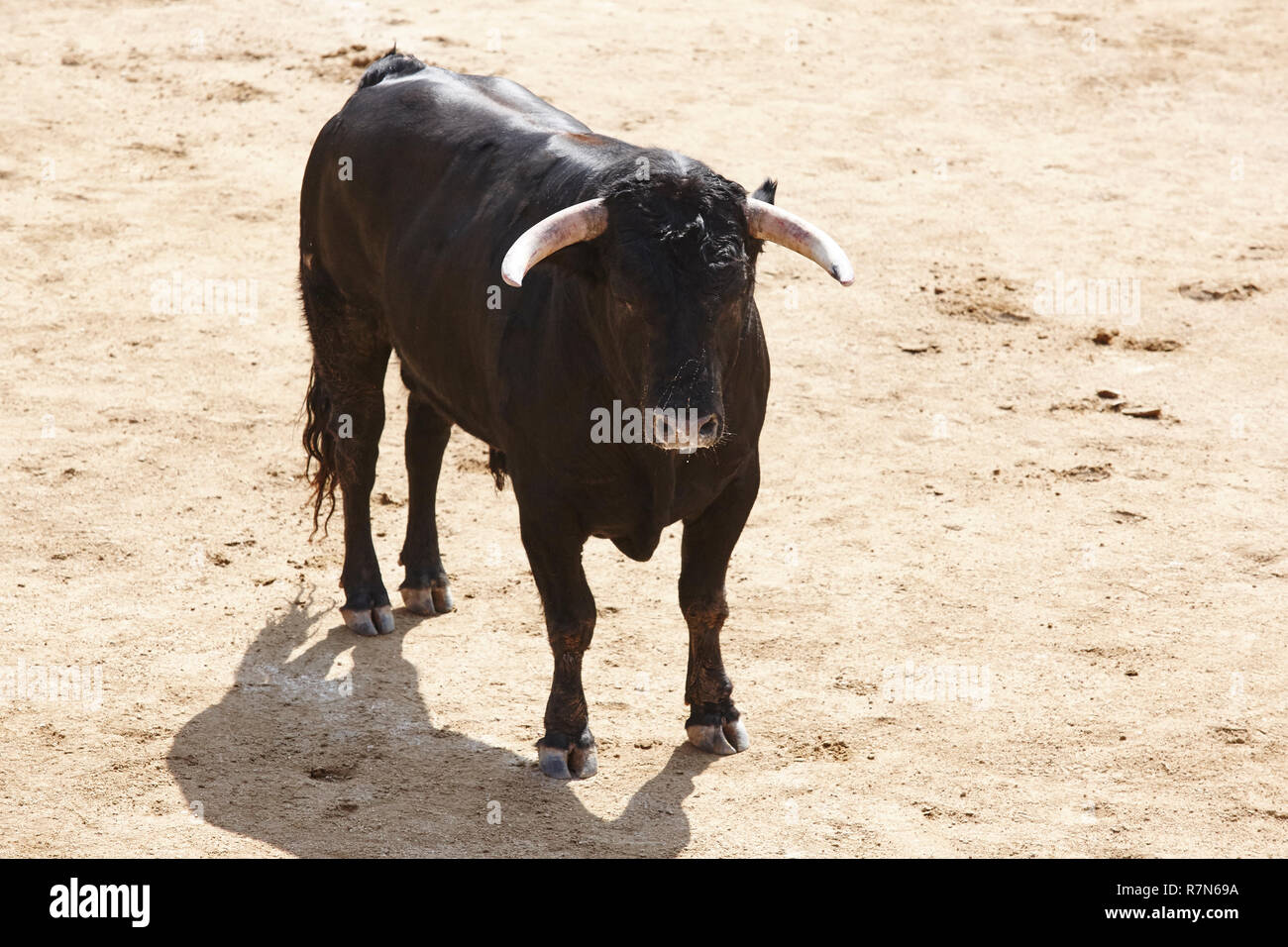 Fighting bull in the arena. Bullring. Toro bravo. Spain. Horizontal ...